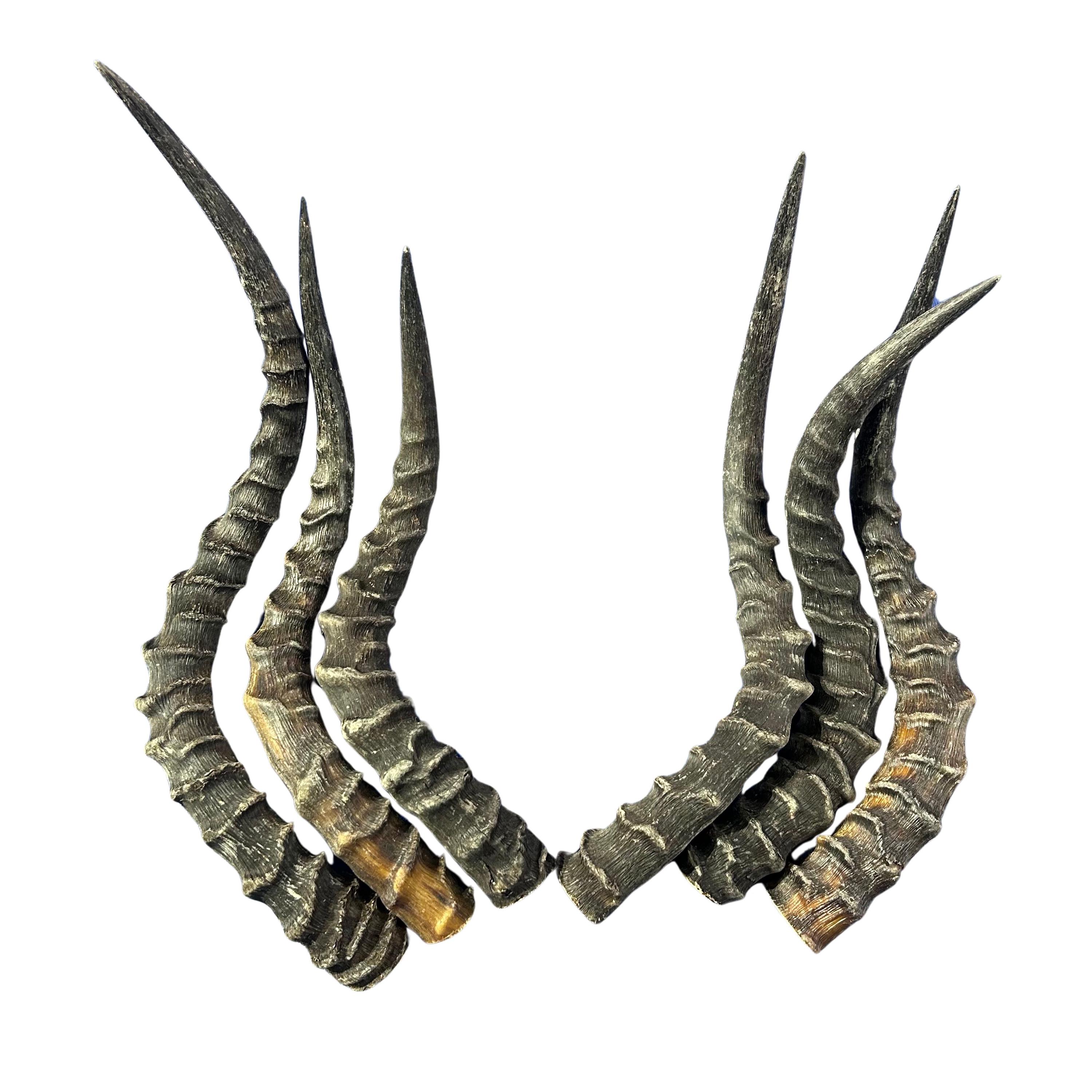 Impala Horn - Real Horn Antlers Arts and Crafts Real Horns Real Deer ...