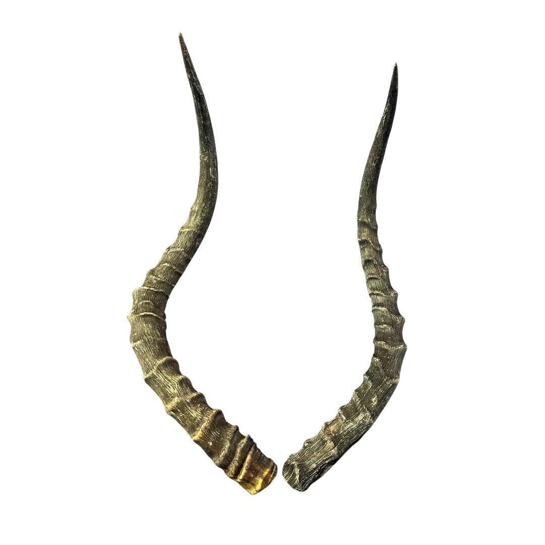 Real Impala Horn Set (2 Horns/left and Right) Real Horn for Arts and ...