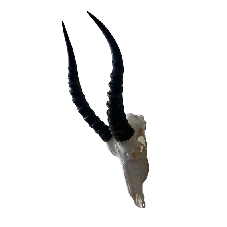Real Blesbok Antelope Skull – Taxidermy Wall Mount, Detachable Horns ...