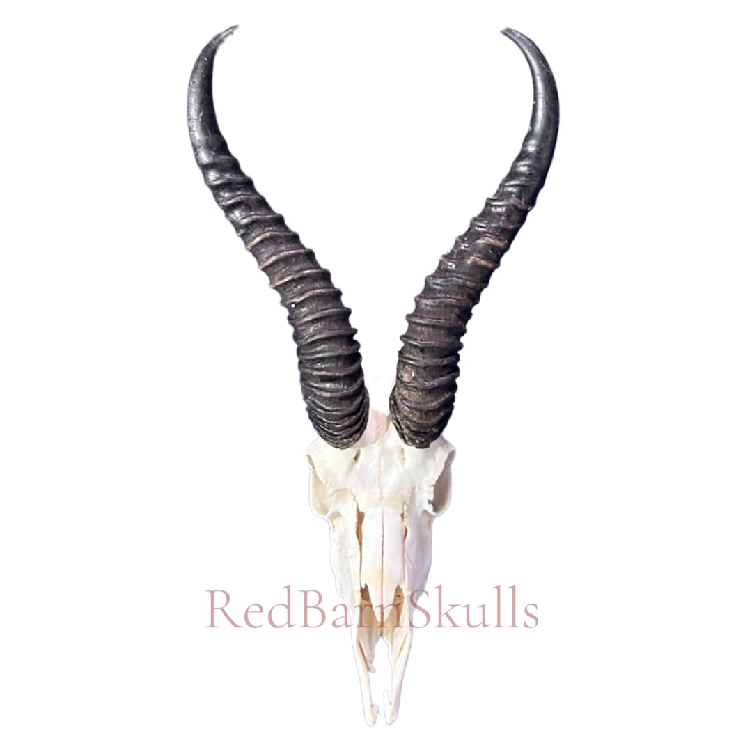 Springbok Skull - Real Deer Skull Wall Art Real Horns Antlers Taxidermy ...