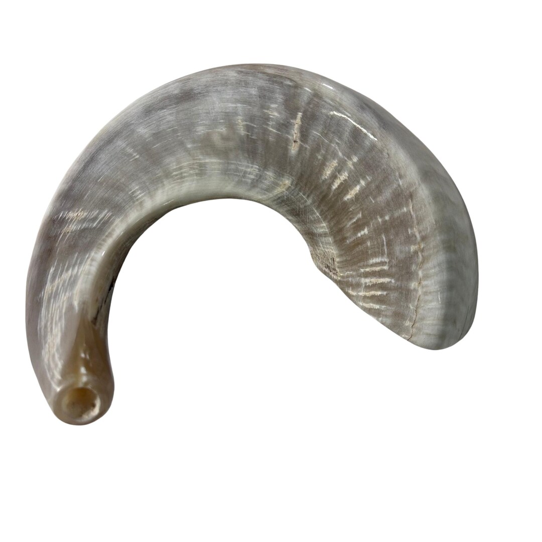 Polished Ram Horn Shofar - Genuine Merino Horn - Around 27" Long ...