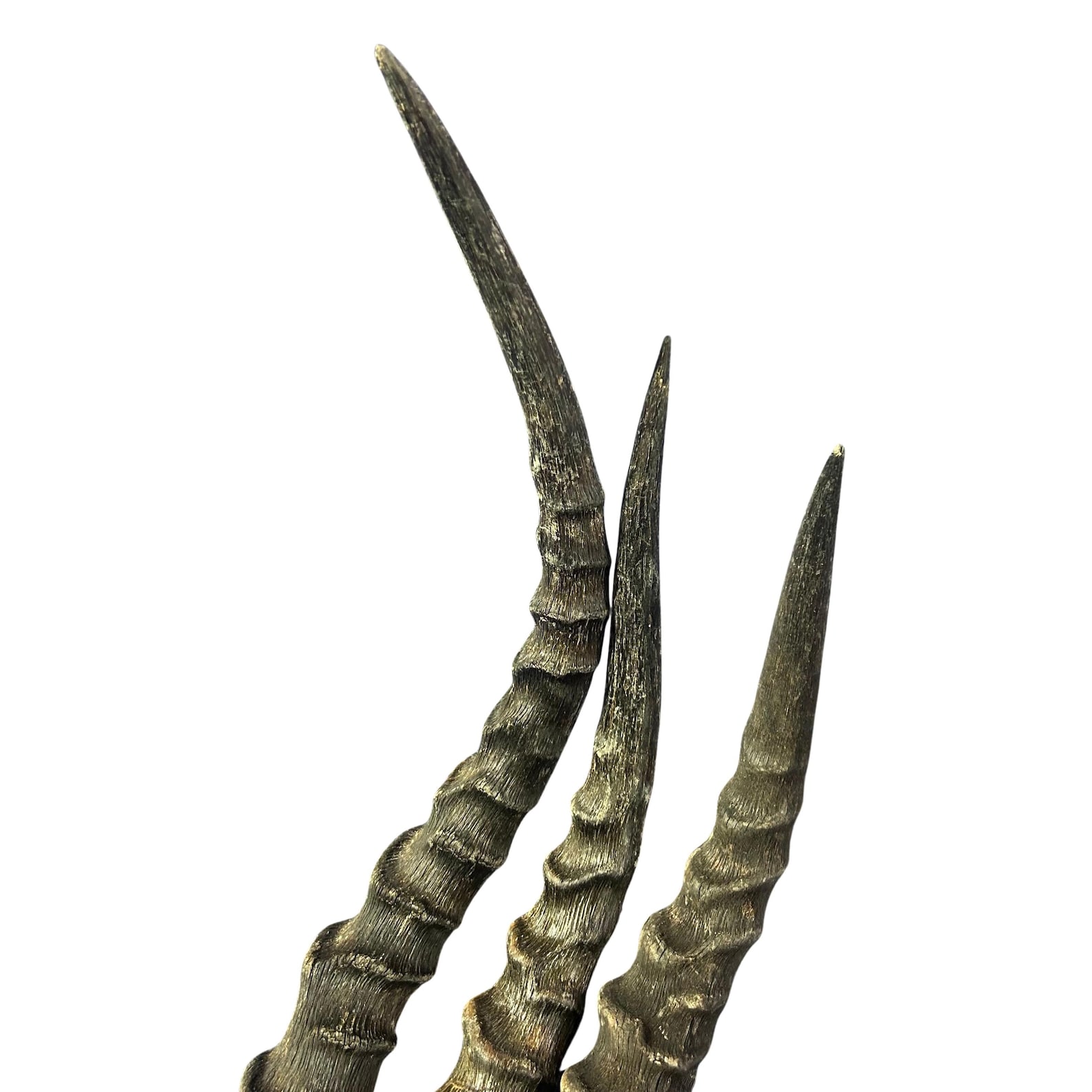 Impala Horn - Real Horn Antlers Arts and Crafts Real Horns Real Deer ...