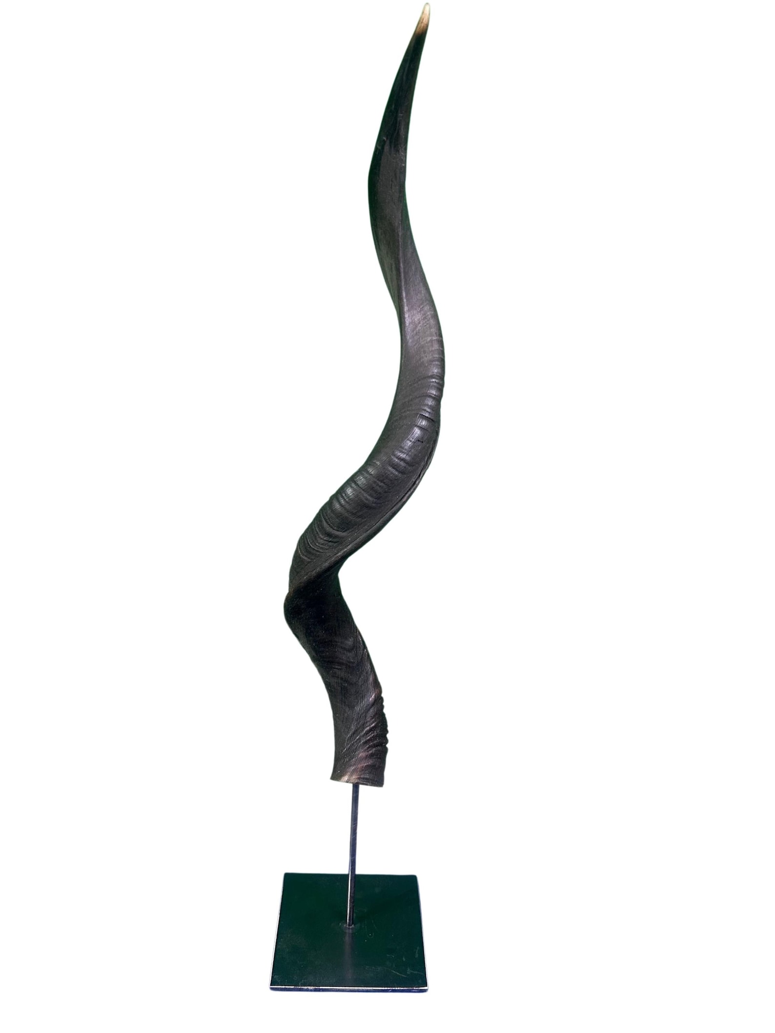 Kudu Horn on Metal Base- Real Natural Kudu Horn - Real Horn Antler for ...