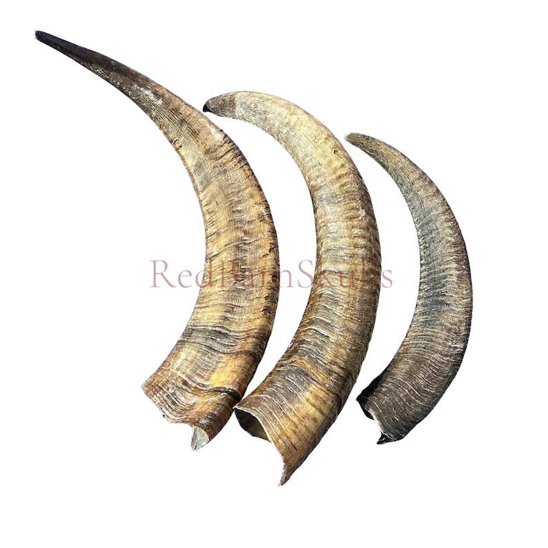 Barbary Sheep Horn - Real Horn Antlers Arts and Crafts Real Horns Real ...