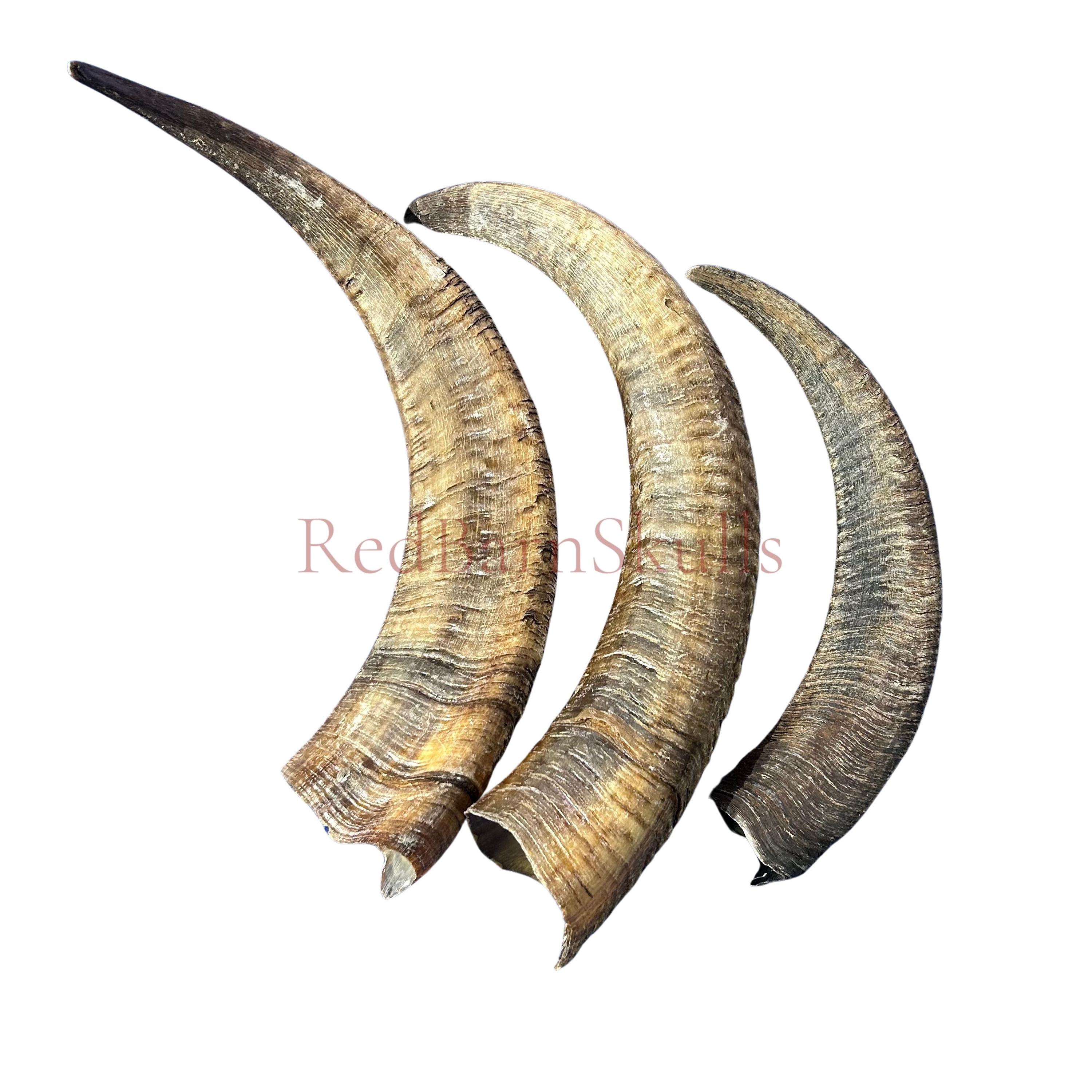 Barbary Sheep Horn - Real Horn Antlers Arts and Crafts Real Horns Real ...