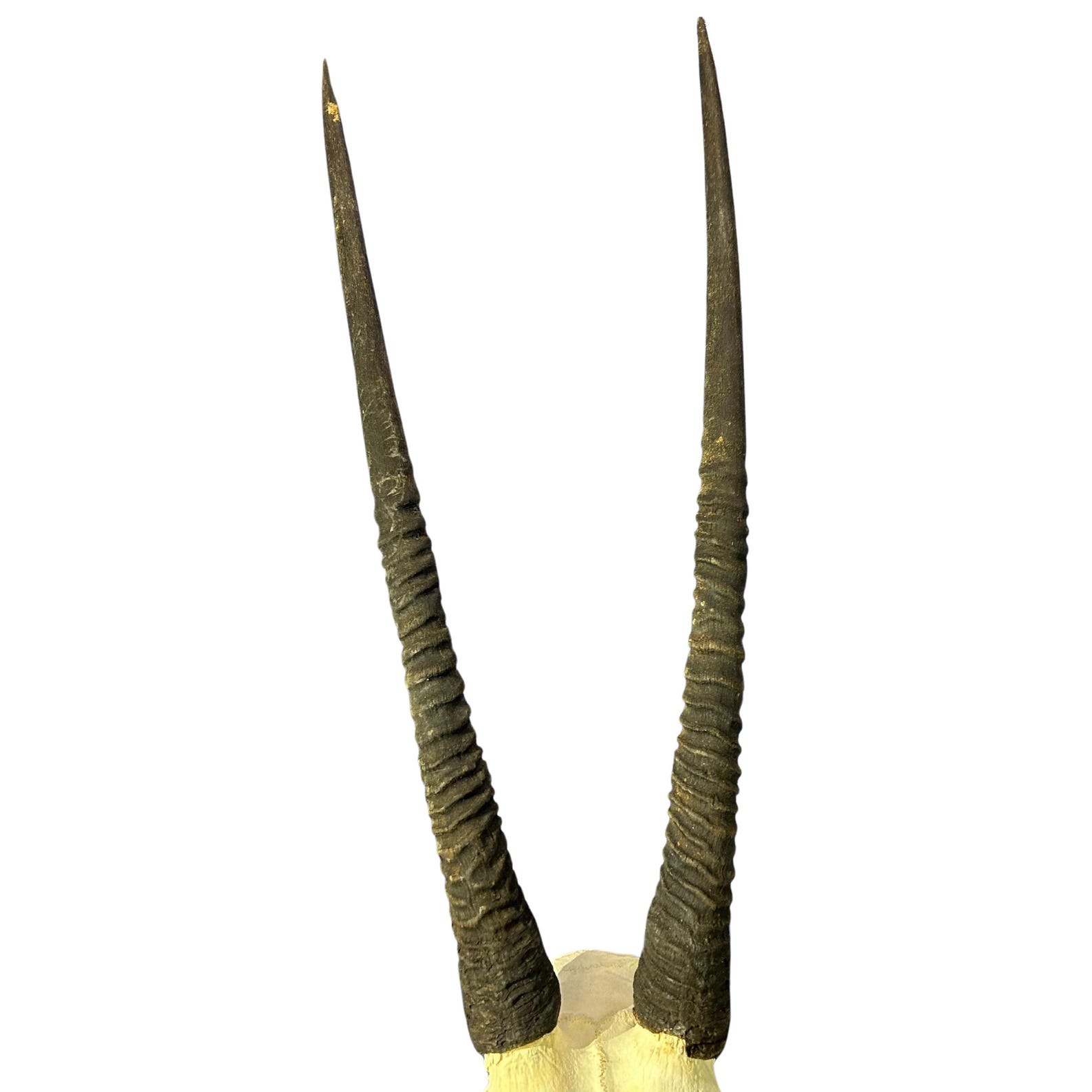 Real Oryx Skull African Wall Art Skull Taxidermy Man Gift Trophy Size ...