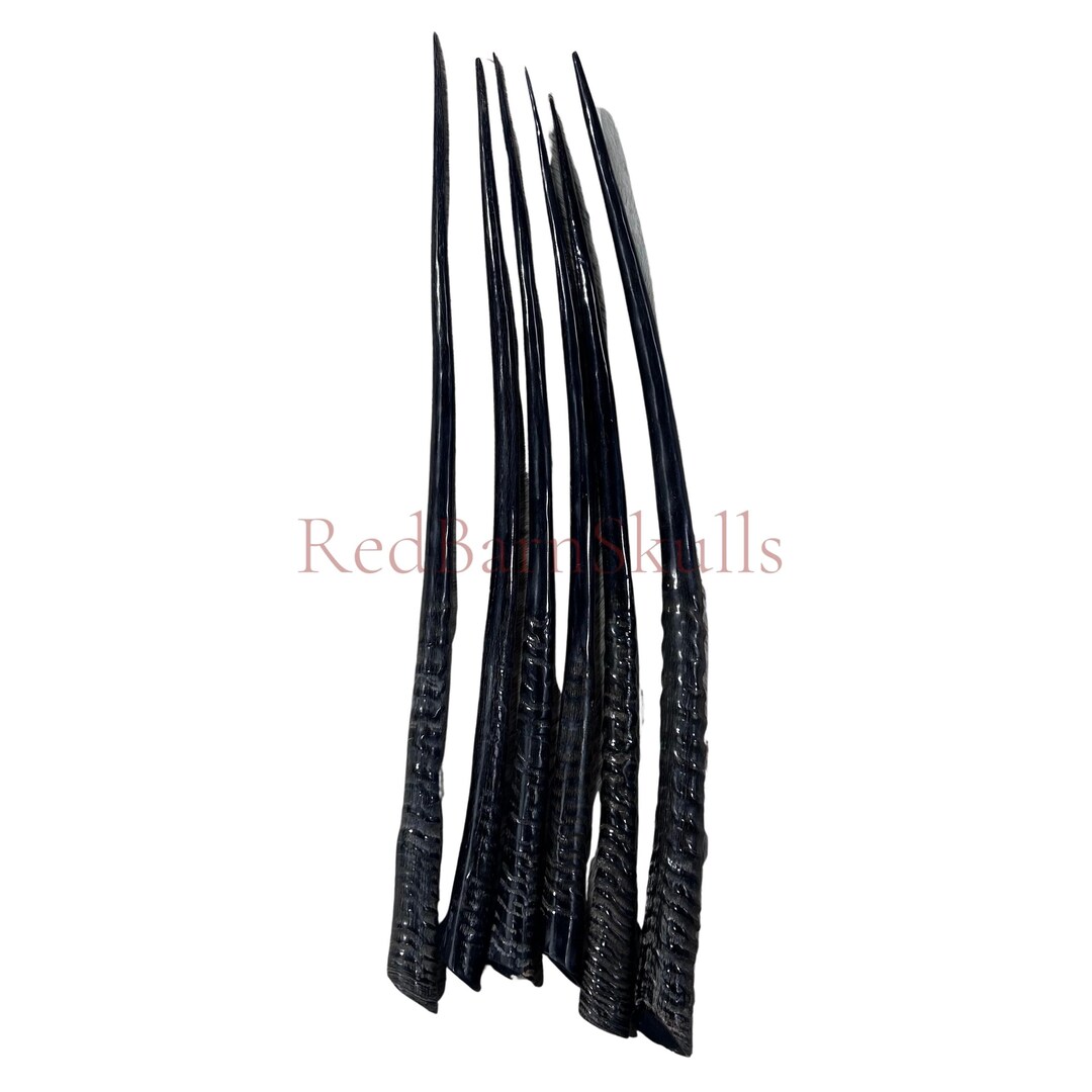 Real Oryx Horn - Genuine Gemsbok Horn Polished- Real Horns Antlers Arts ...