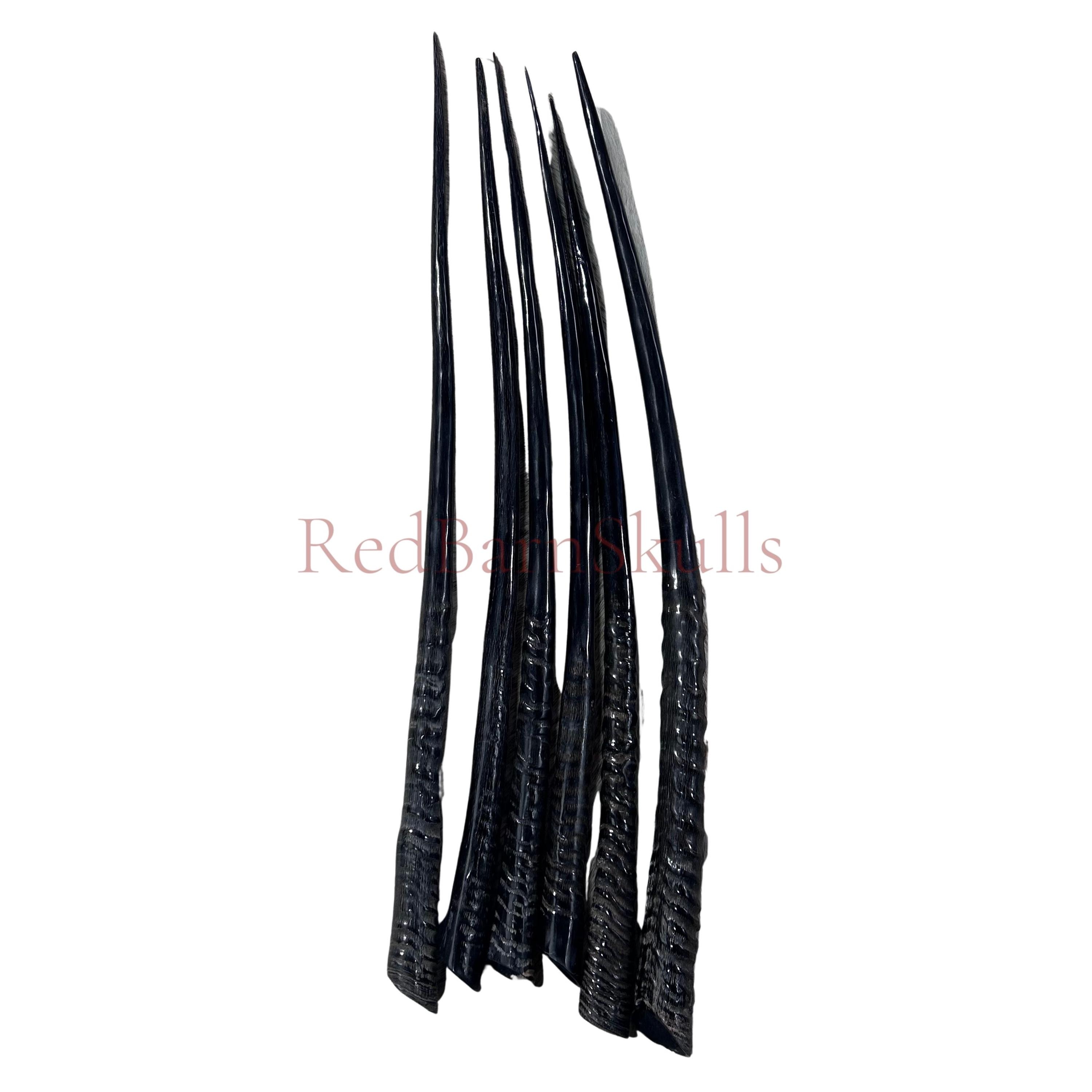 Real Oryx Horn - Genuine Gemsbok Horn Polished- Real Horns Antlers Arts ...