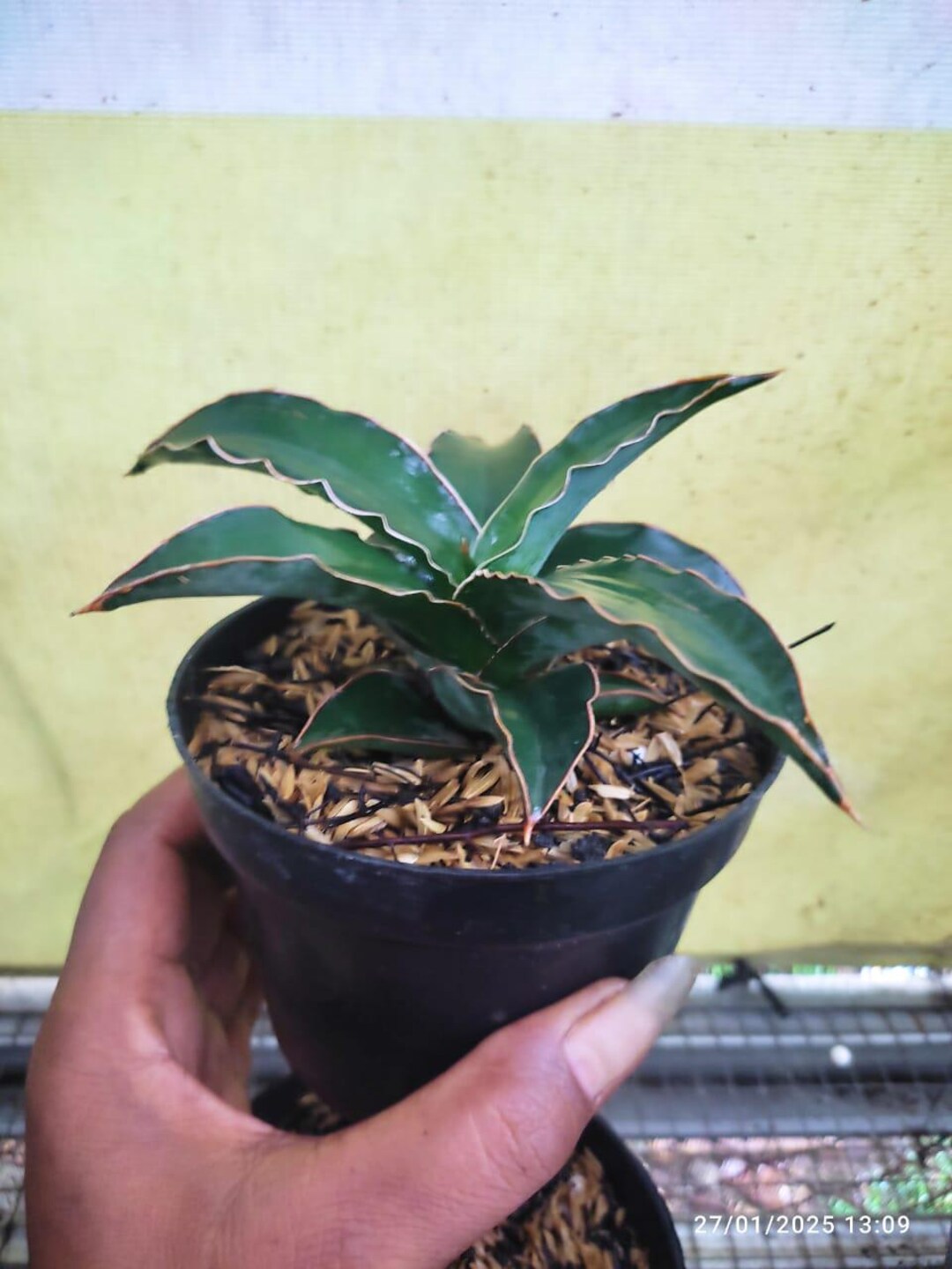 SANSEVIERIA Blue Kew Plant With Root + FREE Certificate House Plant ...