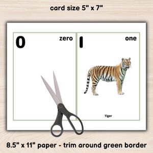 Wild Cat Counting Cards 0-21, Cat Counting Flashcards, Cat Number Cards ...