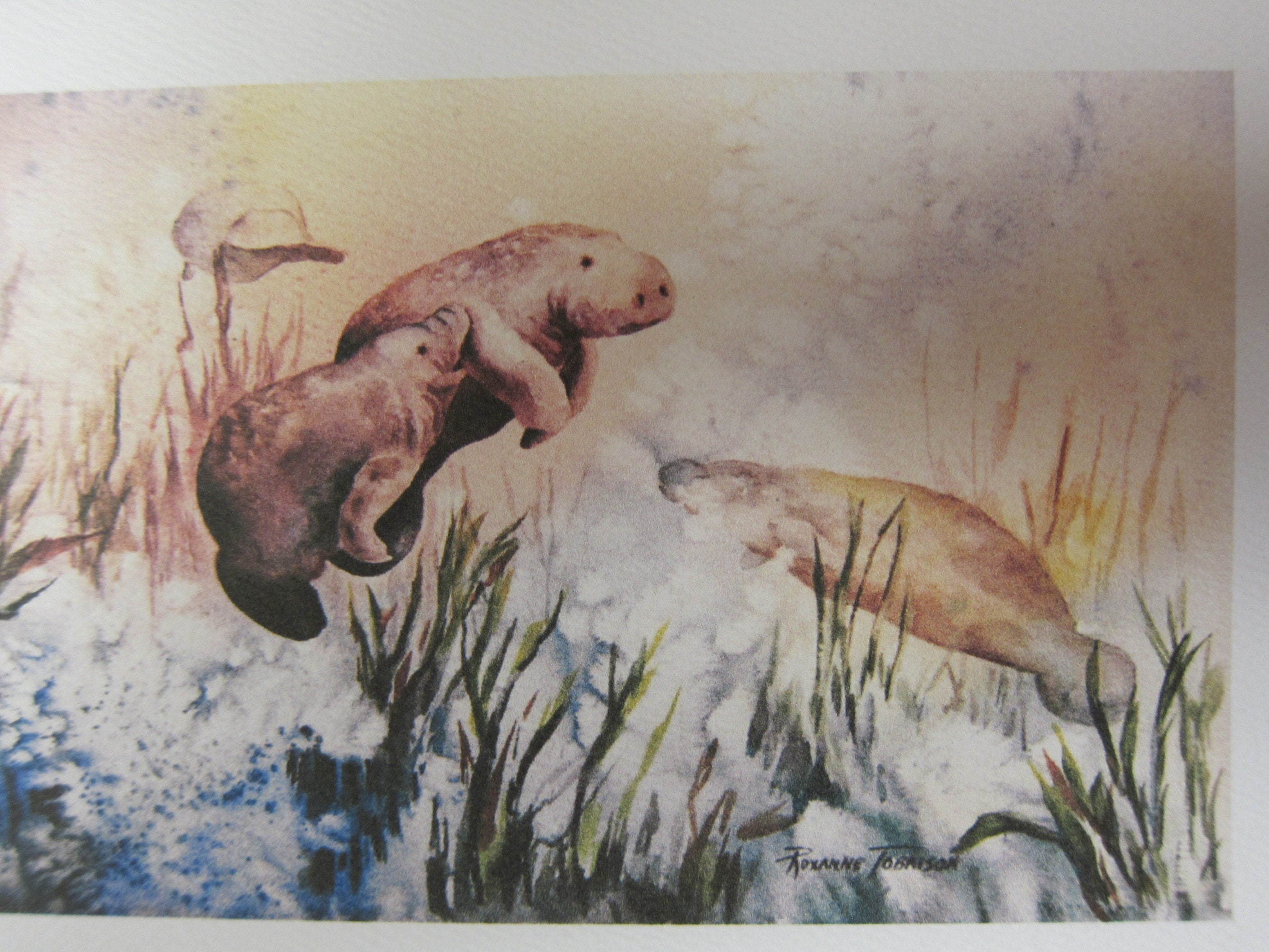 Manatee Watercolor 5 Note Cards - Florida Art, Blank Greetings, Roxanne ...