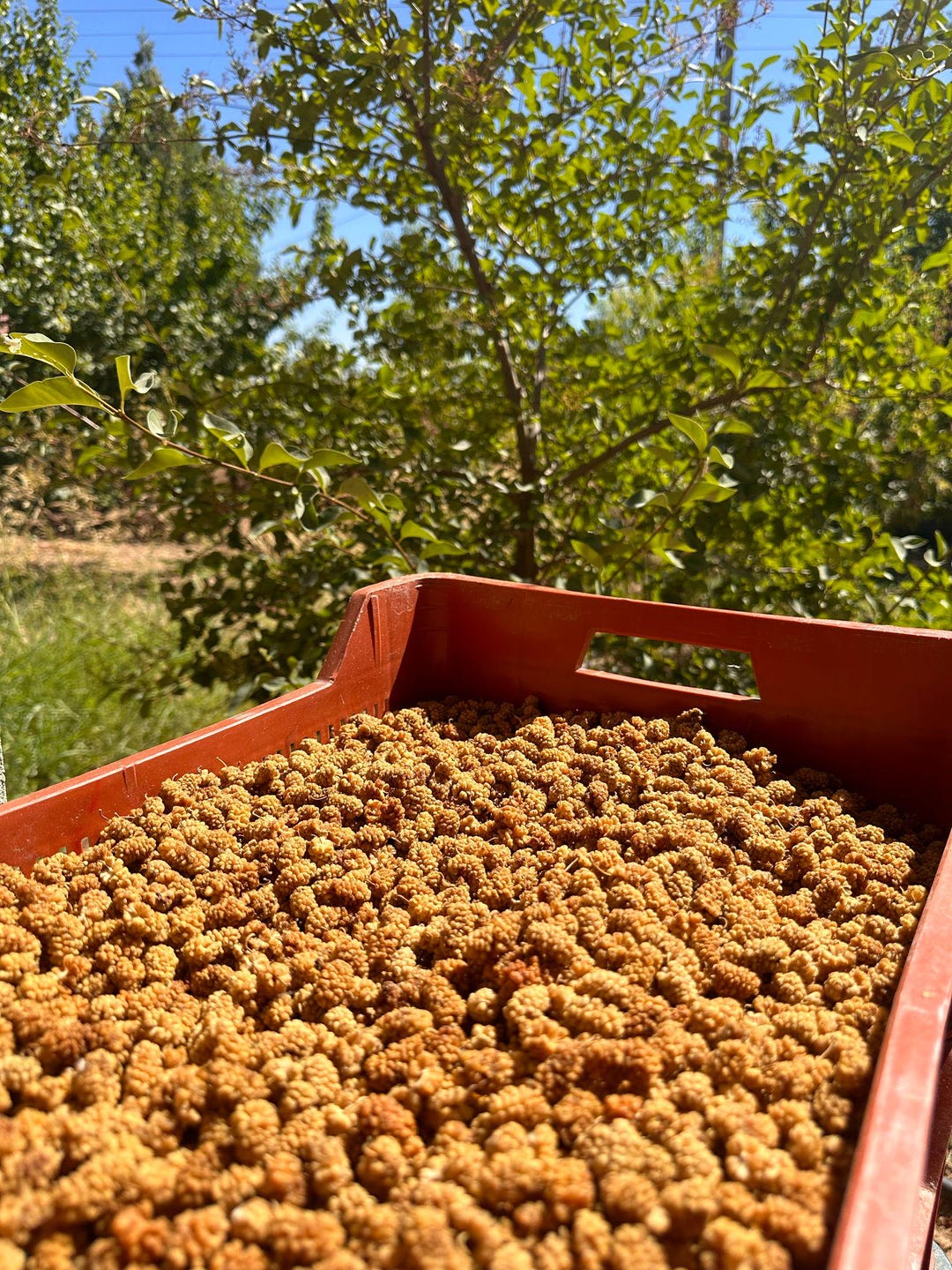 Dried Mulberry, Sun Dried Fruit, Organic Taste, Vegan, Snacks, Fruit ...