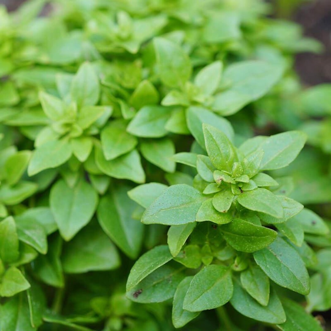 Spicy Globe Basil Seeds | Dwarf Greek Basil | Heirloom & Non-gmo ...