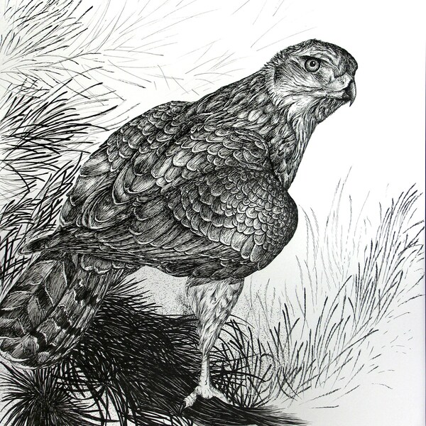 Black and White Hawk Drawing - Etsy