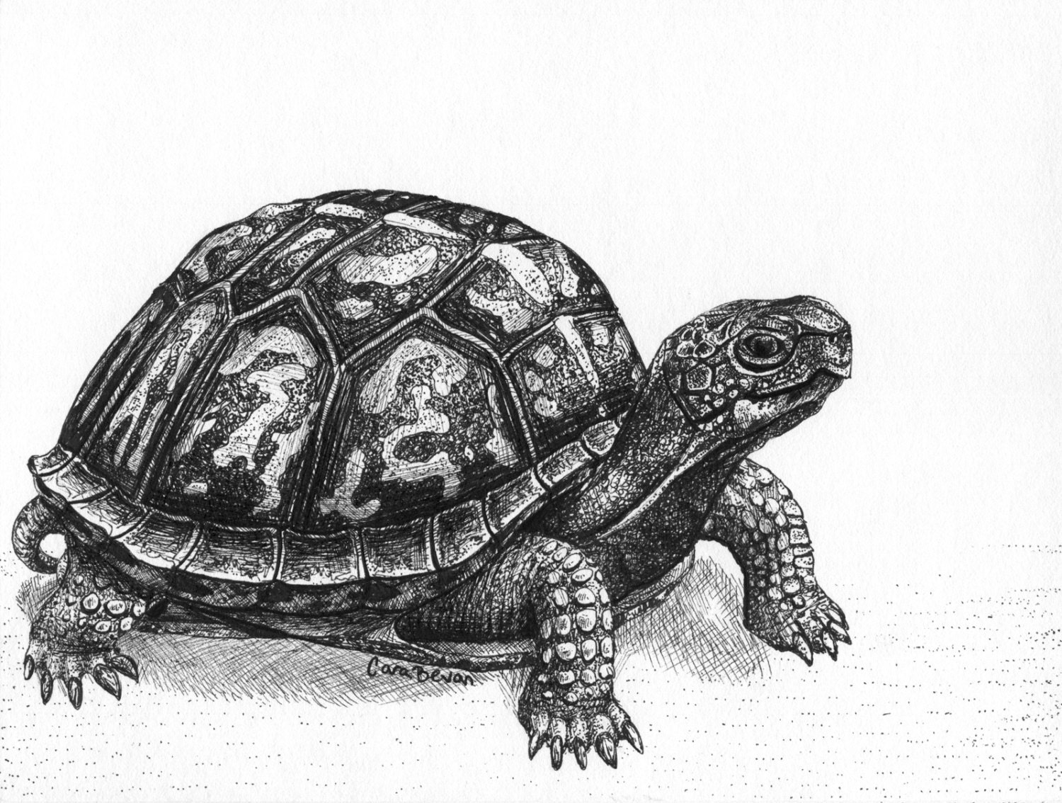 box-turtle-pen-ink-drawing-eastern-box-turtle-etsy