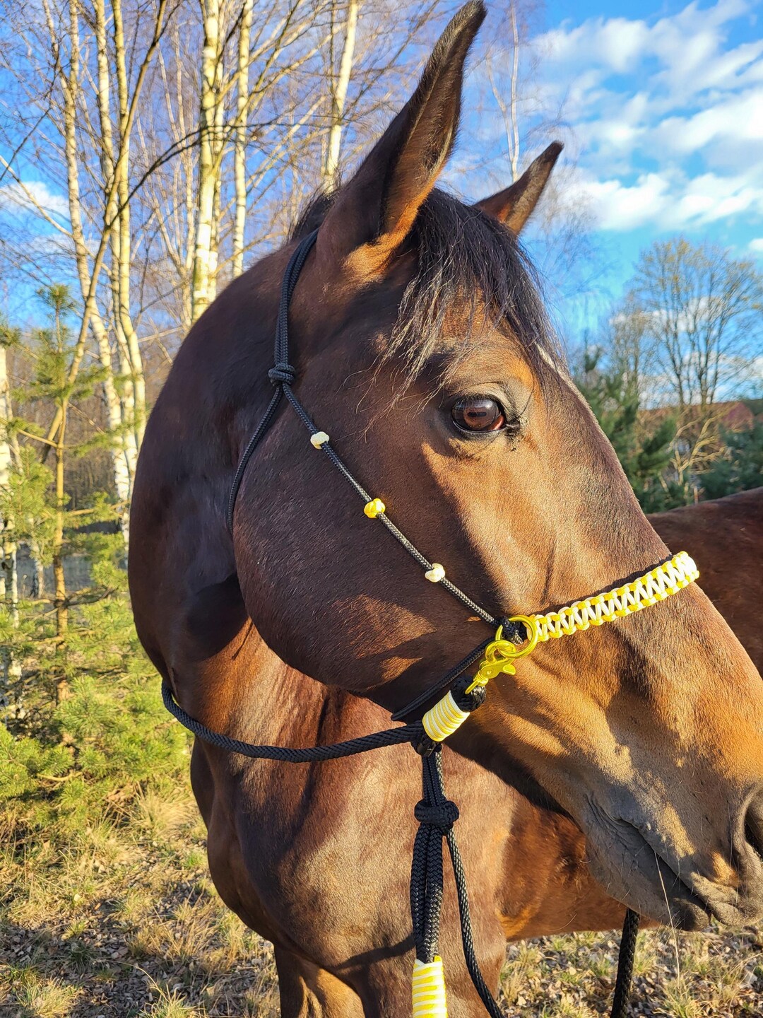Rope Halter With Black and Yellow Noseband With Reins and a 12ft or ...