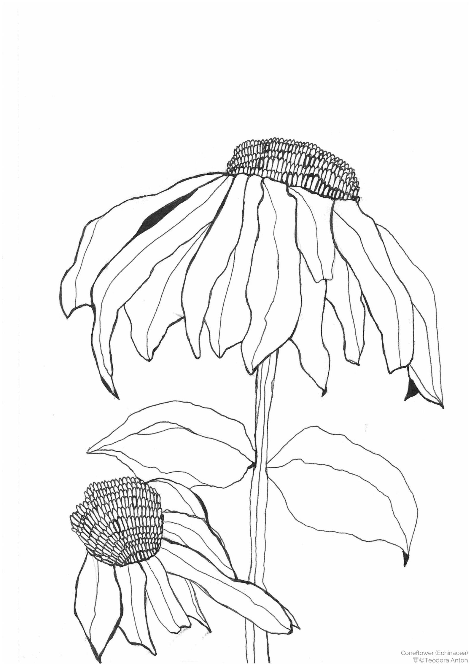 Downloadable Coloring Pages | 3 PDF Bundle | Botanical Line Art ...