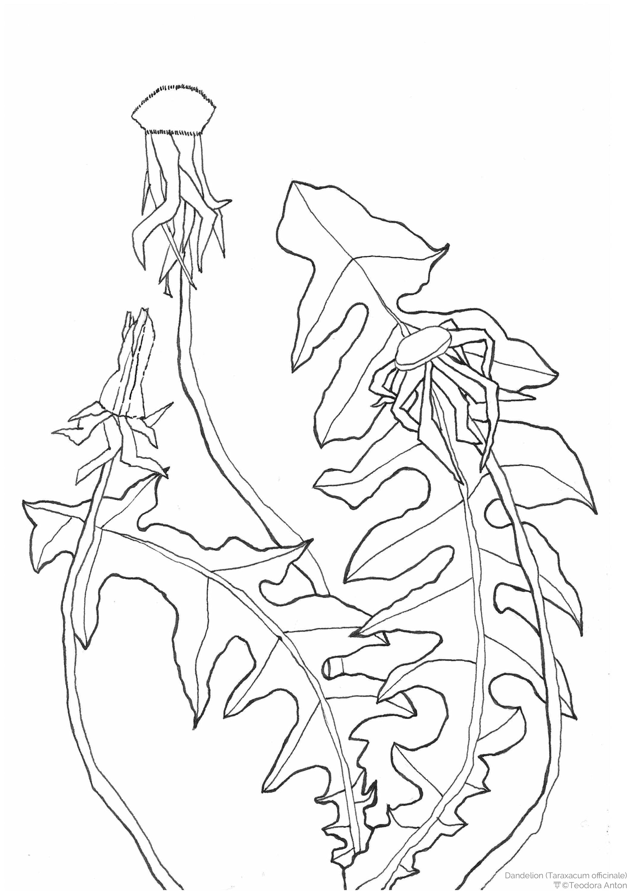 Downloadable Coloring Pages | 3 PDF Bundle | Botanical Line Art ...