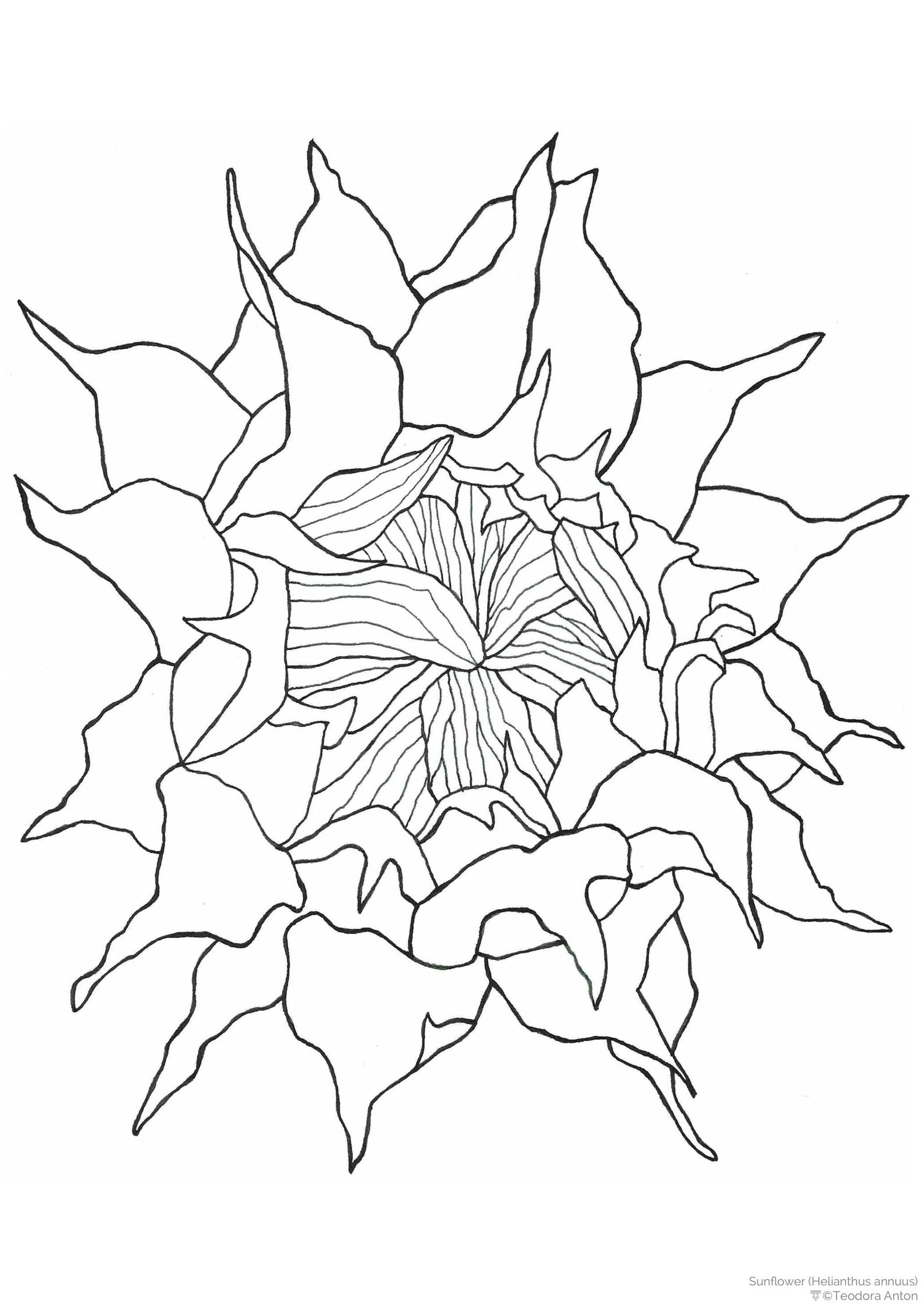 Downloadable Coloring Pages | 3 PDF Bundle | Botanical Line Art ...