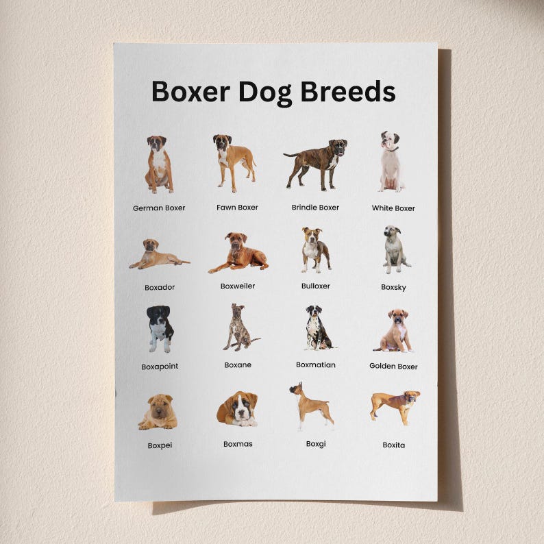Printable Boxer Dog Breeds Chart - Etsy