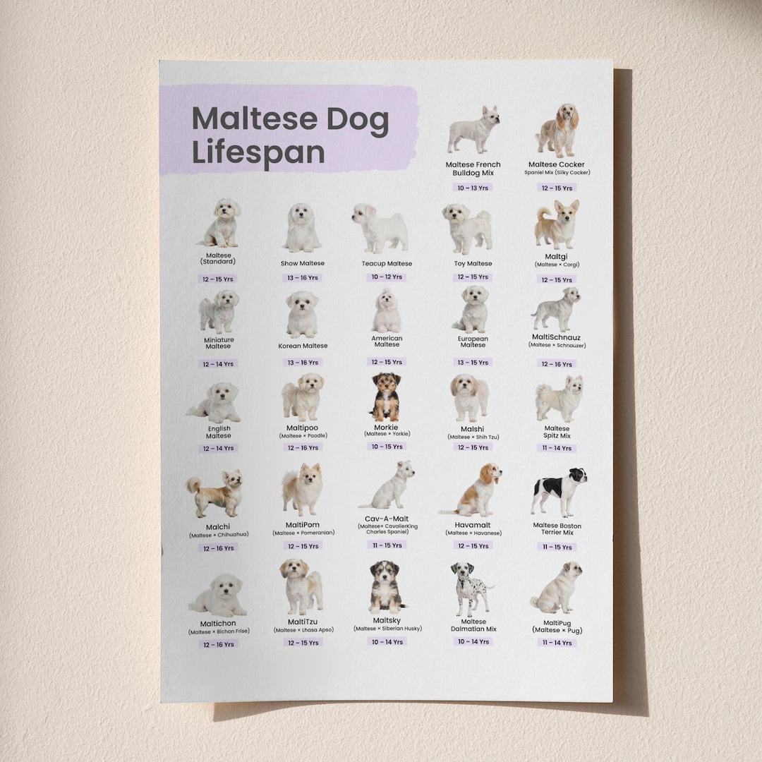 Printable Maltese Dog Lifespan Chart - Etsy
