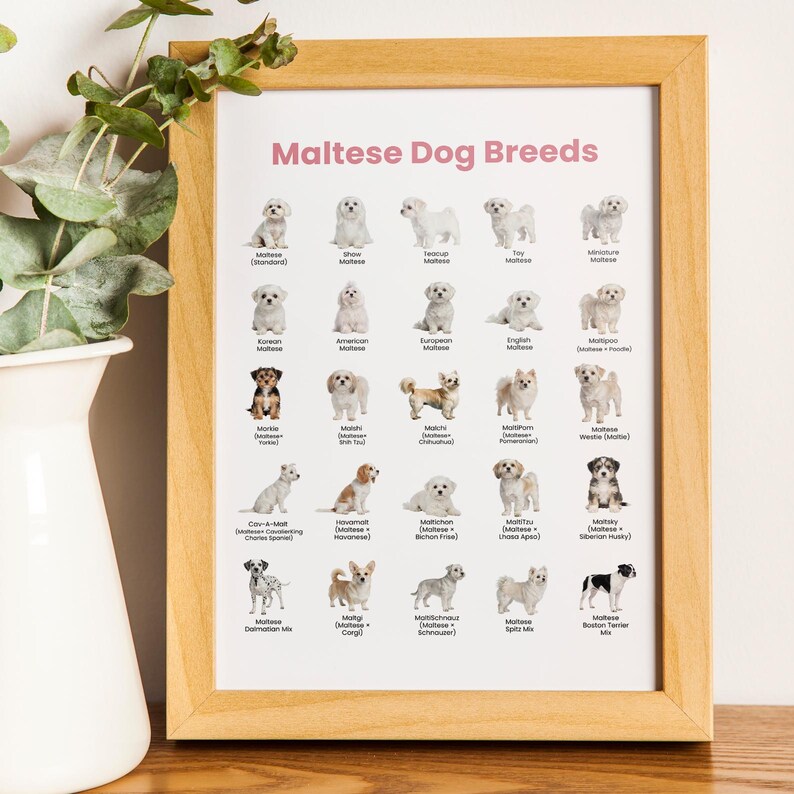 Printable Maltese Dog Breeds Chart - Etsy