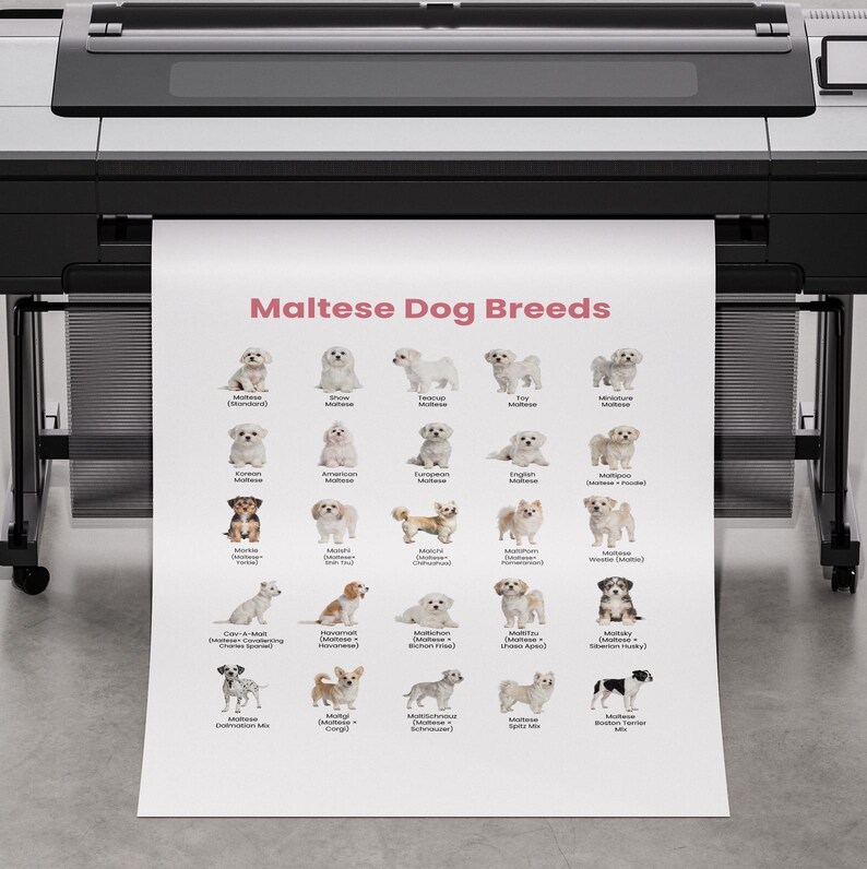 Printable Maltese Dog Breeds Chart - Etsy
