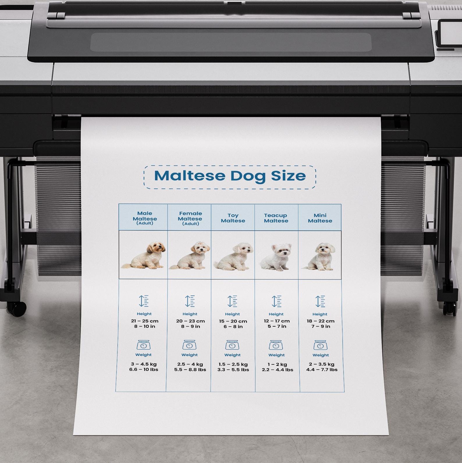 Printable Maltese Dog Size Chart - Etsy