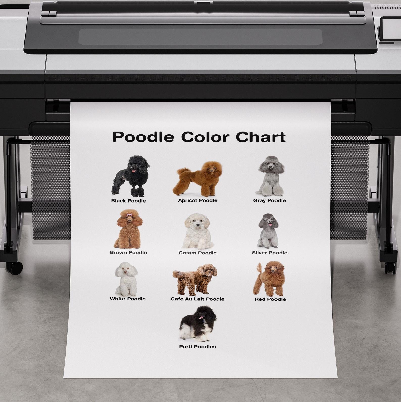 Printable Poodle Breeds Color Chart - Etsy Canada