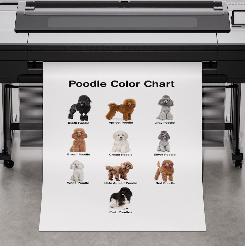 Printable Poodle Breeds Color Chart - Etsy Canada