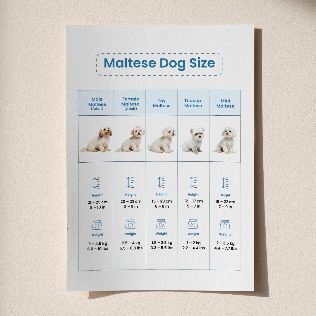 Printable Maltese Dog Size Chart - Etsy