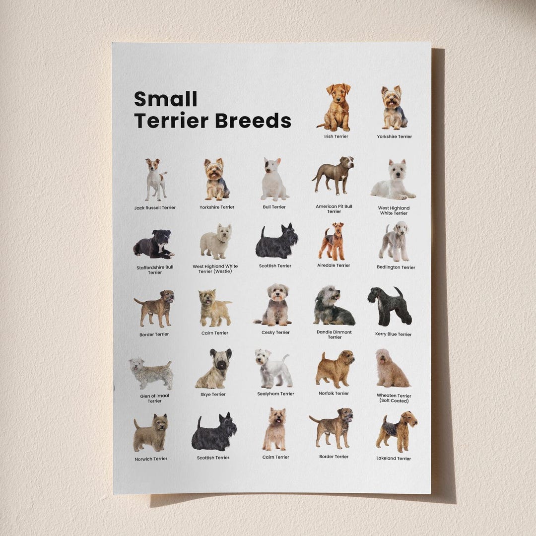 Printable Small Terrier Breeds Chart - Etsy