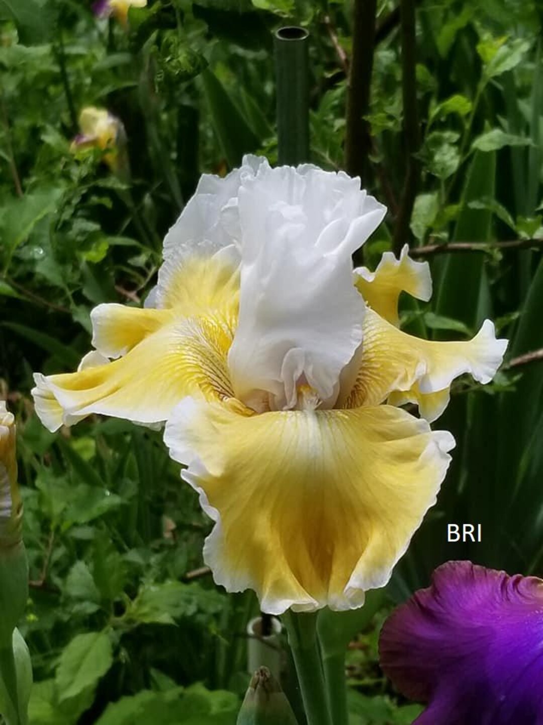 Tb Iris Sofia 1 Rhizome Pre Season Sale Etsy