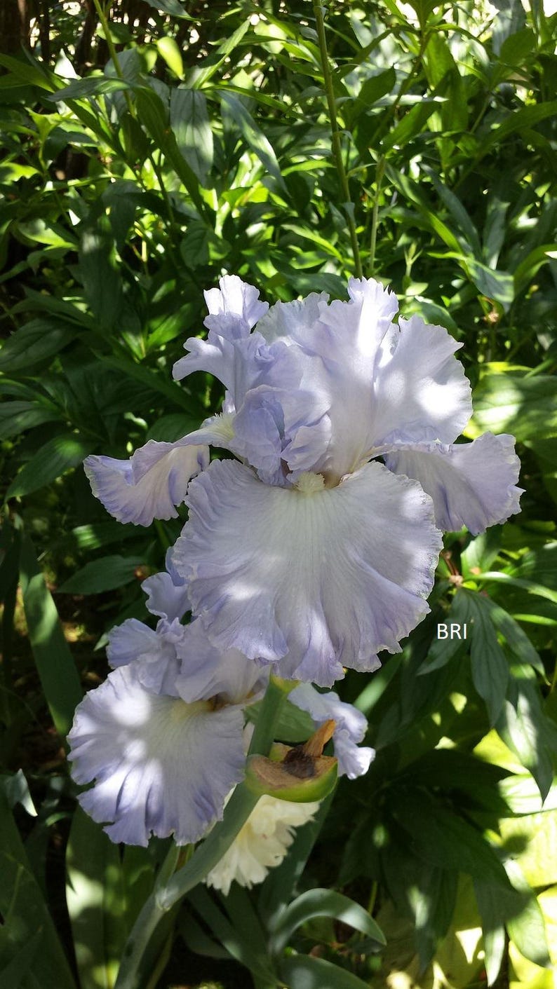 TB Iris Double Bubble, 1 Rhizome, Pre-season Sale - Etsy
