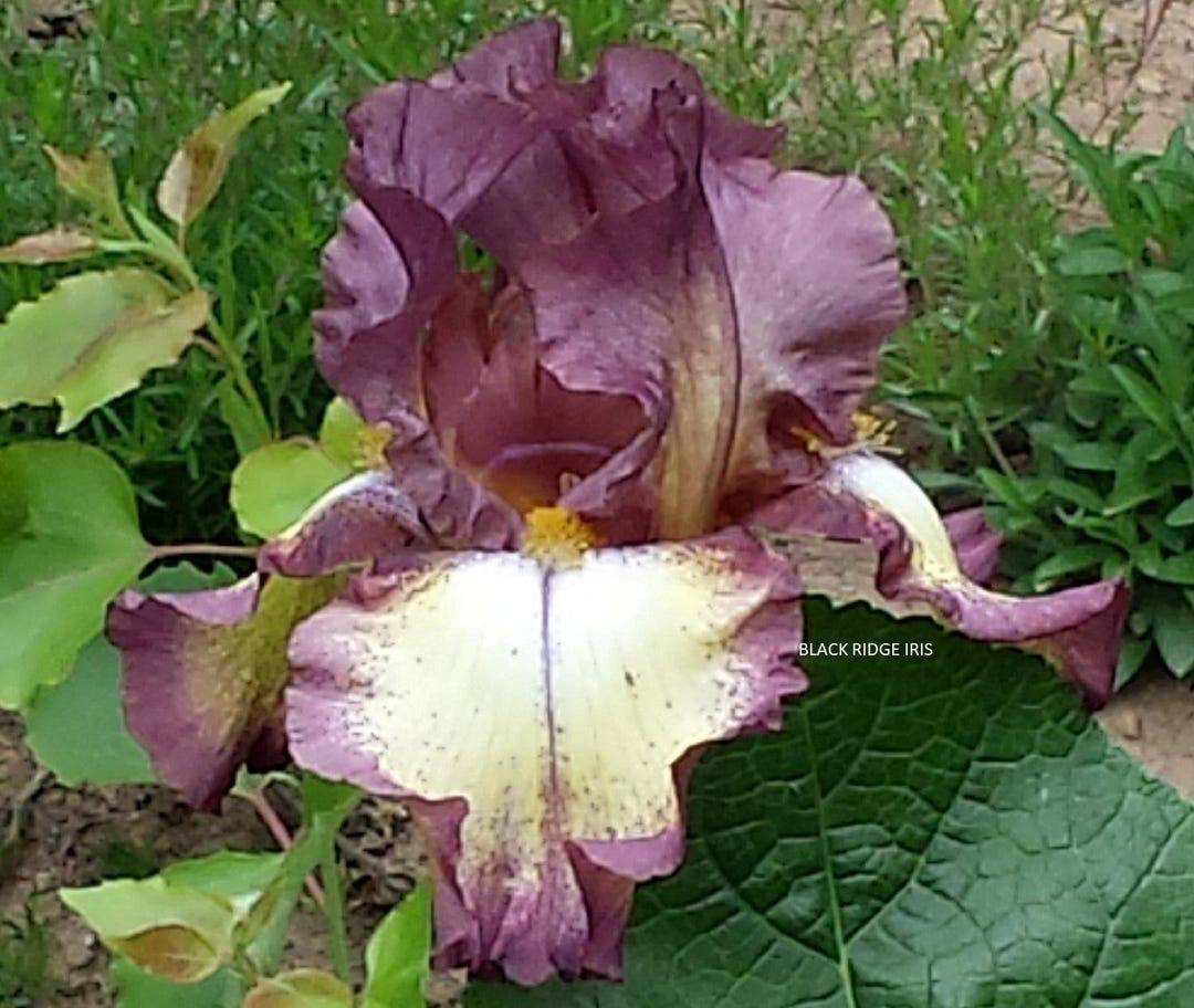 TB Iris Burgundy Brown, 1 Rhizome, Pre-season Sale - Etsy