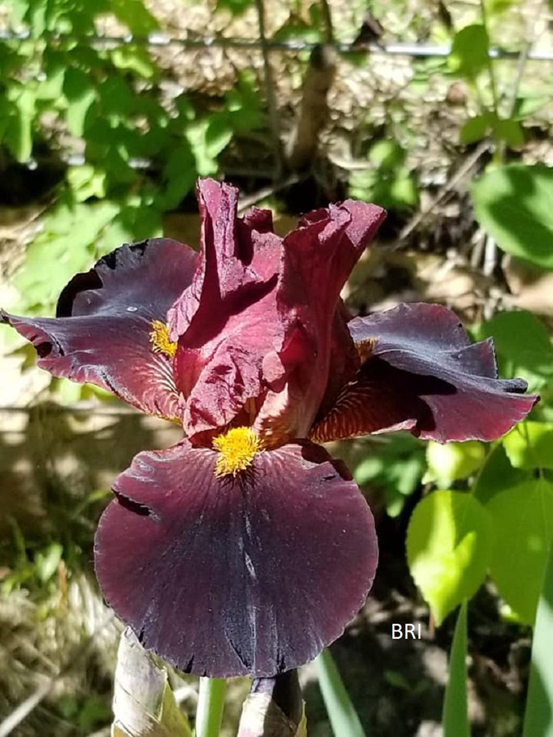 TB Iris Elizabeth Carol, 1 Rhizome, Pre-season Sale - Etsy