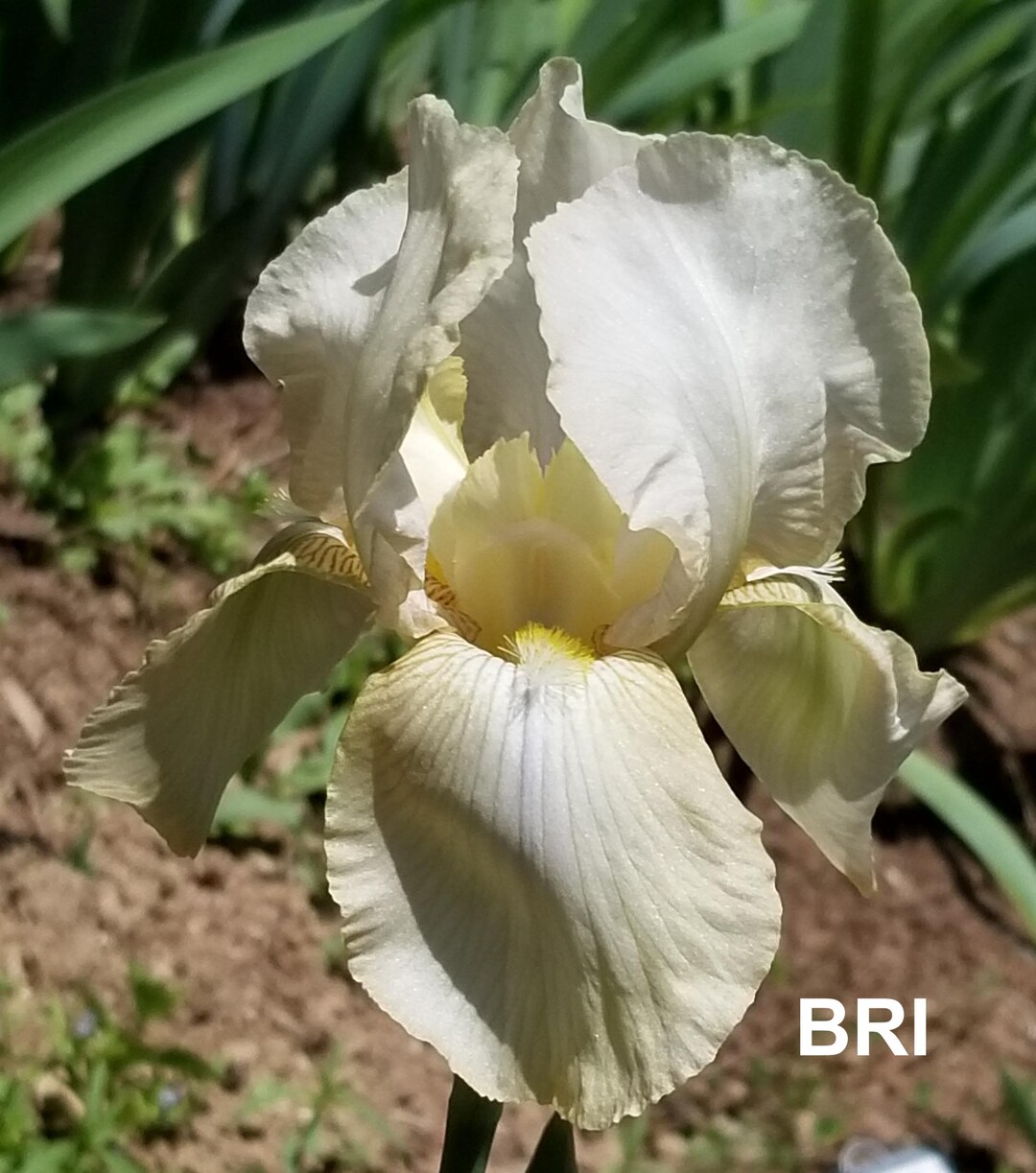 TB Iris MANY MOONS, 1 Rhizome, Pre-season Sale - Etsy