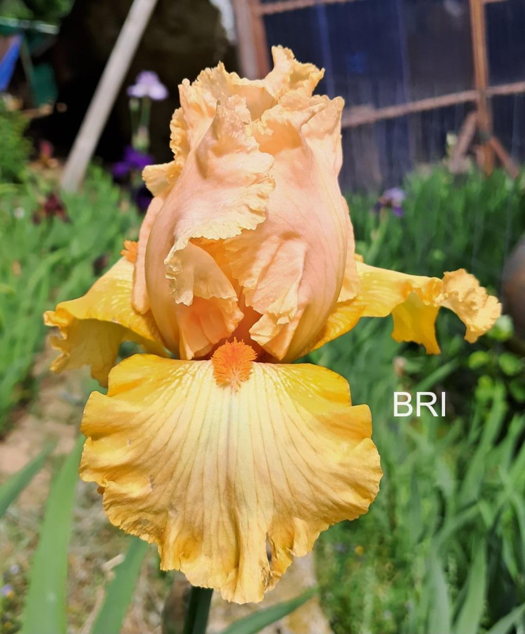 Tb Iris HAPPY HARMONY, 1 Rhizome, Pre-season Sale - Etsy