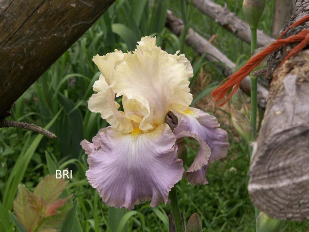 TB Iris LULLABY of SPRING, 1 Rhizome, Pre-season Sale - Etsy