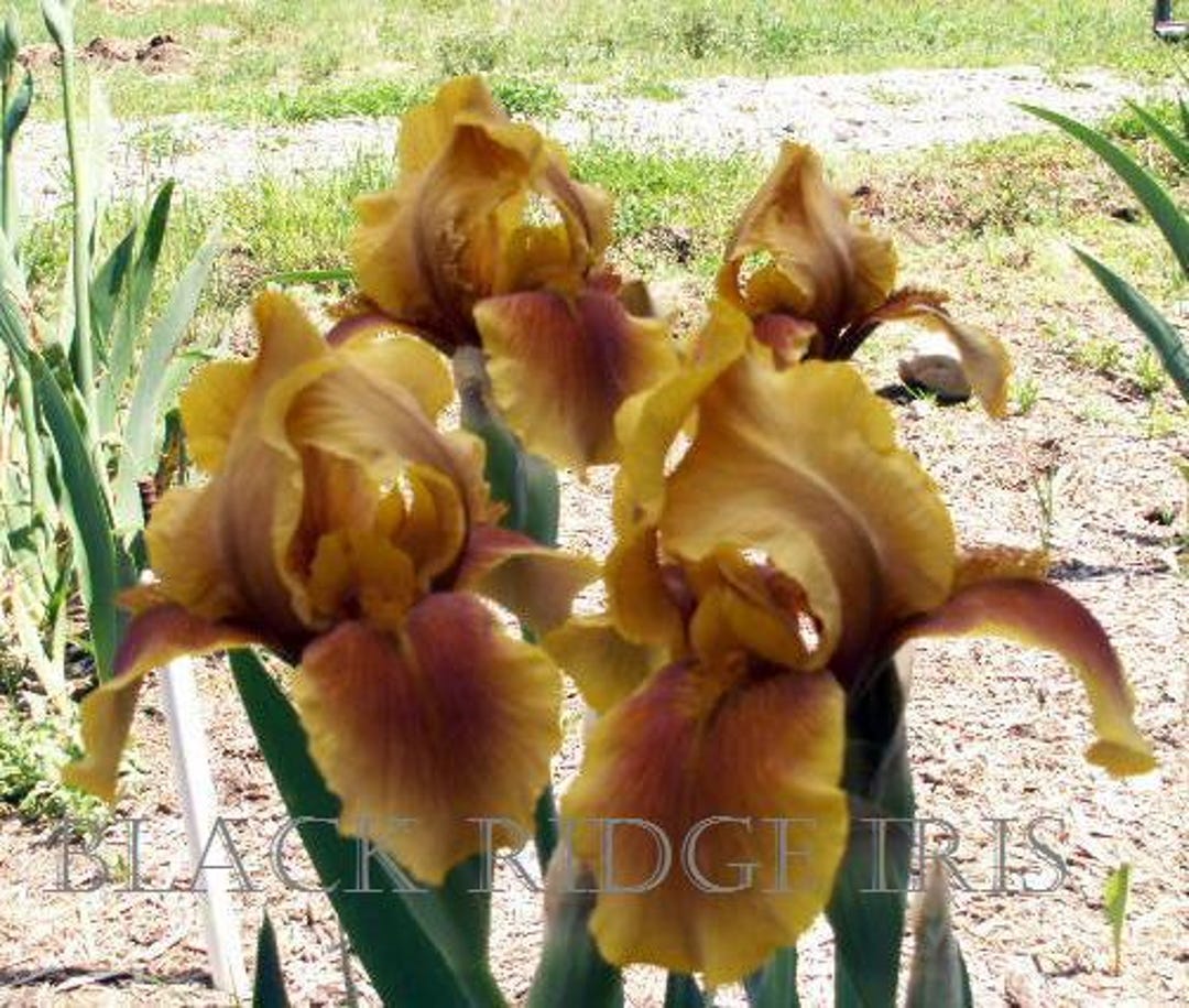Ib Iris APACHE WARRIOR, 1 Rhizome, Pre-season Sale - Etsy