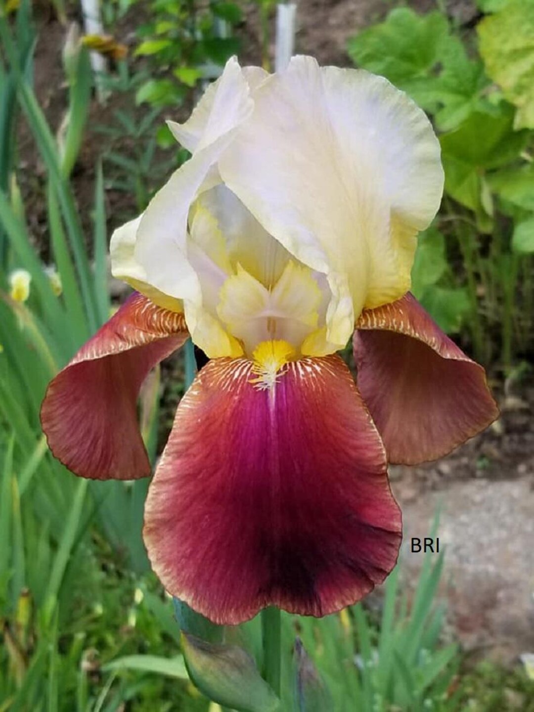 TB Iris Broadway Star, 1 Rhizome, Pre-season Sale - Etsy