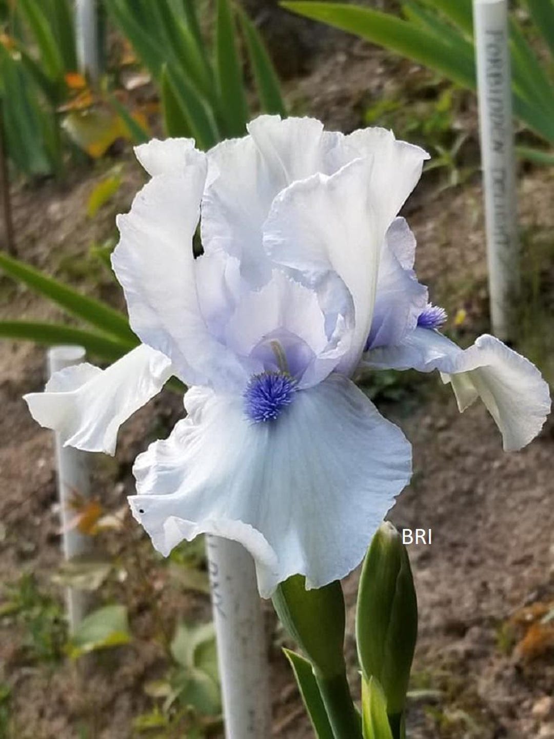 IB Iris CODE of HONOR, 1 Rhizome, Pre-season Sale - Etsy