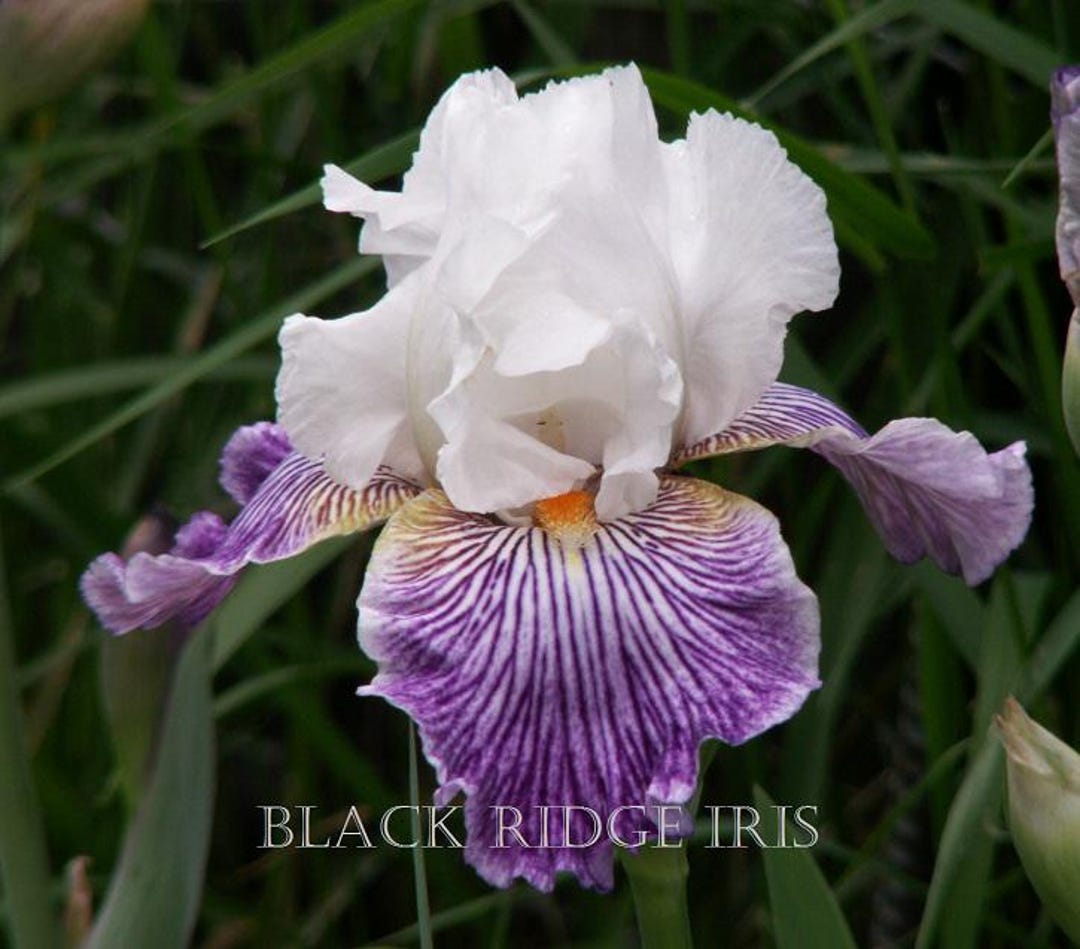 BB Iris CROW'S FEET, 1 Rhizome, Pre Sale - Etsy