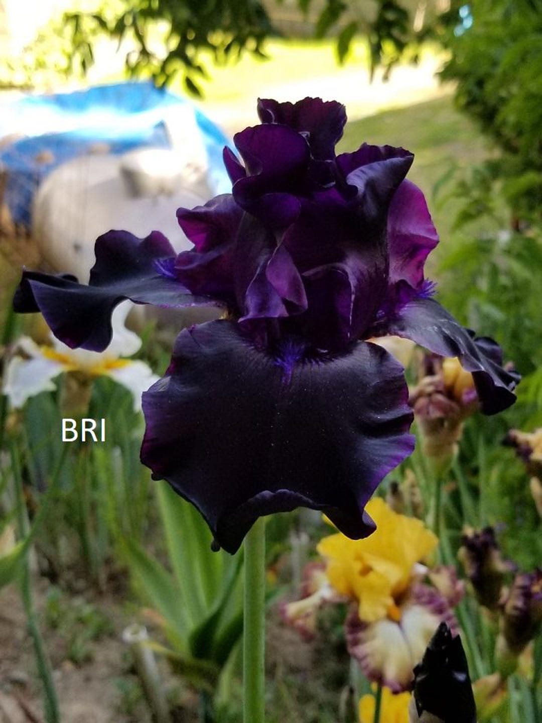 TB Iris GHOST TRAIN, 1 Rhizome, Pre-season Sale - Etsy