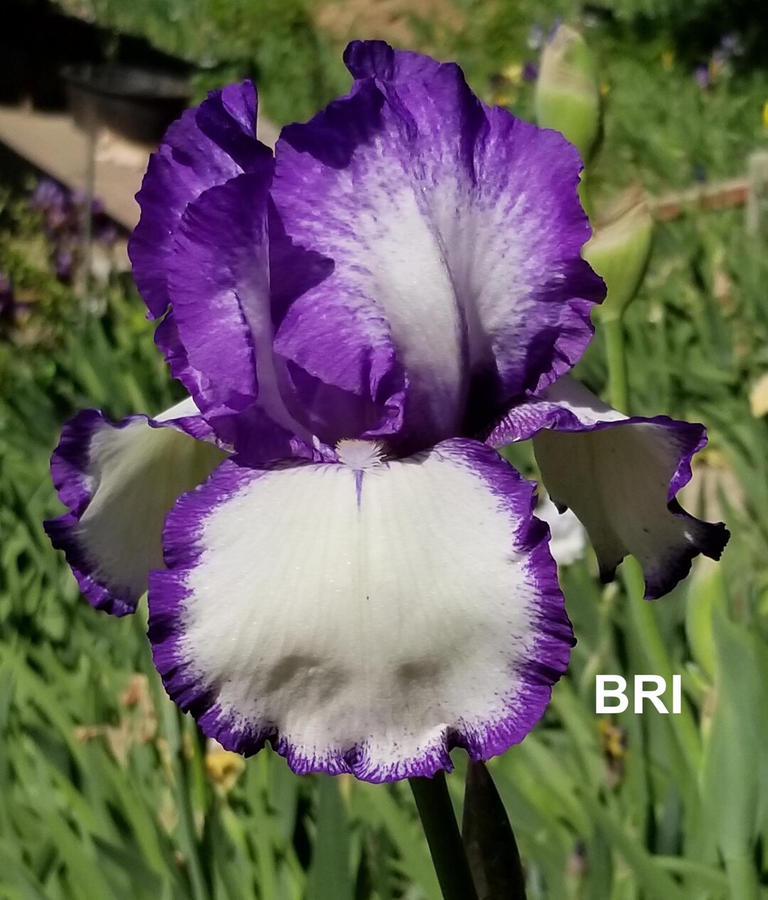 Tb Iris SPACE ODYSSEY, 1 Rhizome, Pre-season Sale - Etsy