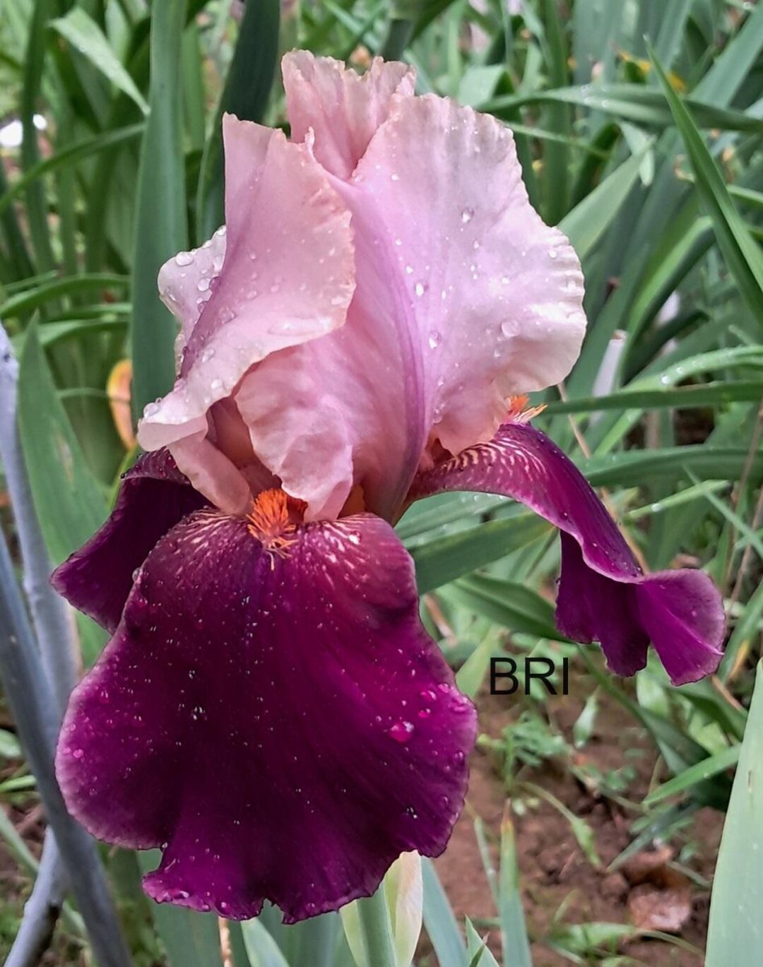 TB Iris Color Splash, 1 Rhizome, Pre-season Sale - Etsy