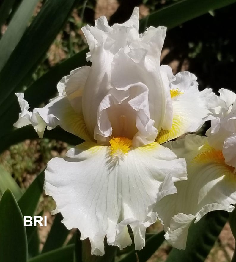 Tb Iris WHITE LIGHTNING, 1 Rhizome, Pre-season Sale - Etsy