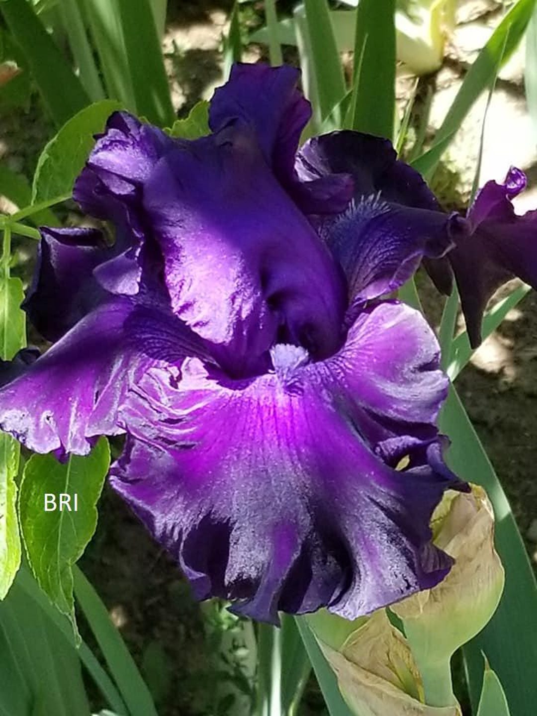 Tb Iris MOUNTAIN MAJESTY, 1 Rhizome, Pre-season Sale - Etsy