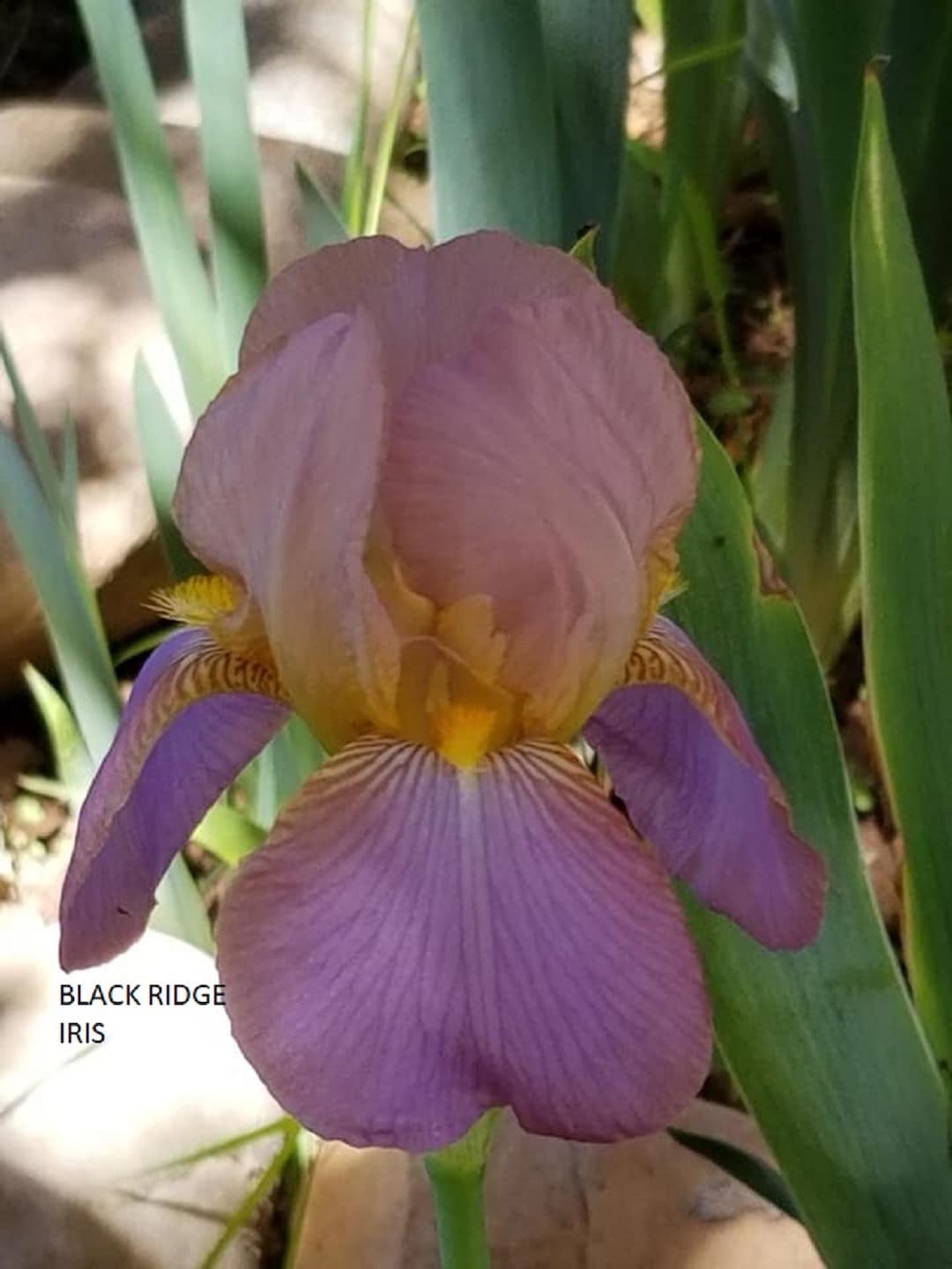 Tb Iris QUAKER LADY, 1 Rhizome, Pre-season Sale - Etsy