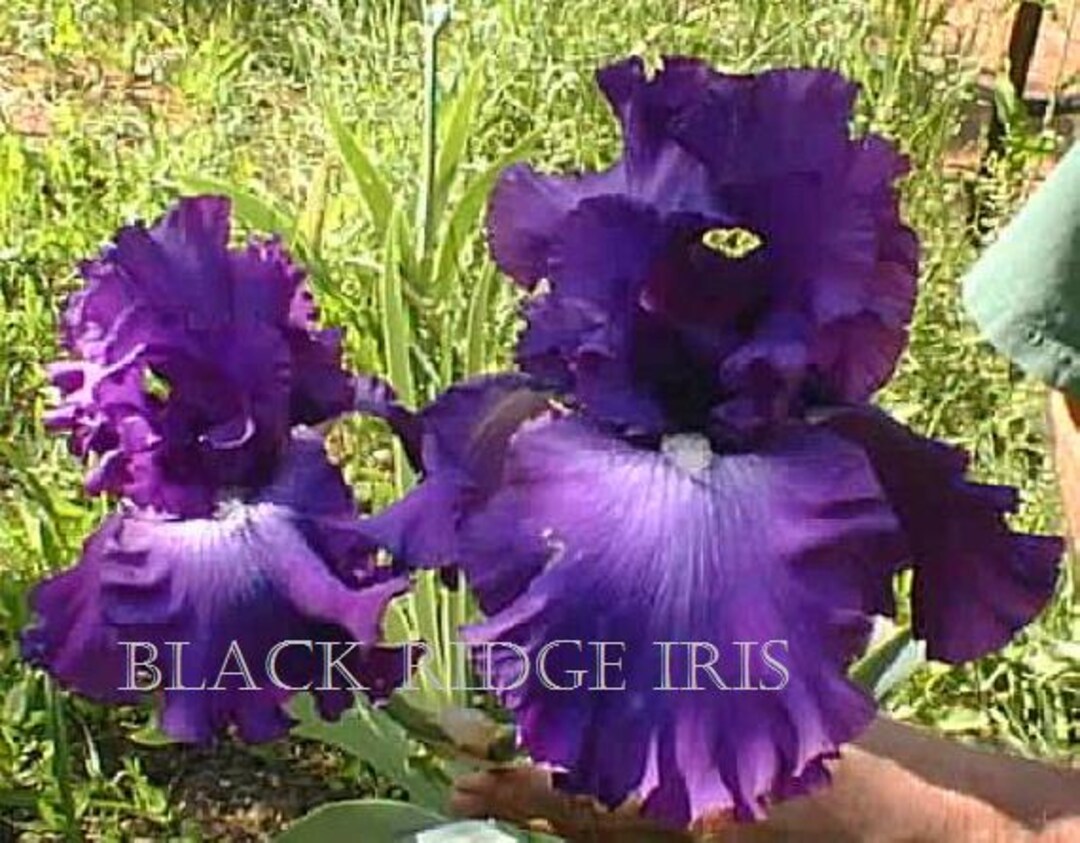 Tb Iris LARRY GAULTER, 1 Rhizome, Pre-season Sale - Etsy